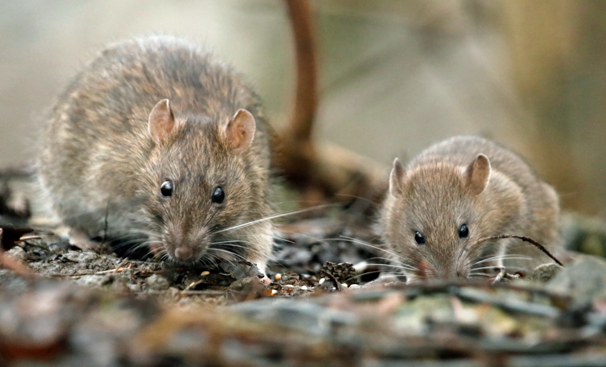 What Are Signs Of Rat Infestation? Rat Pest Control Portsmouth ...